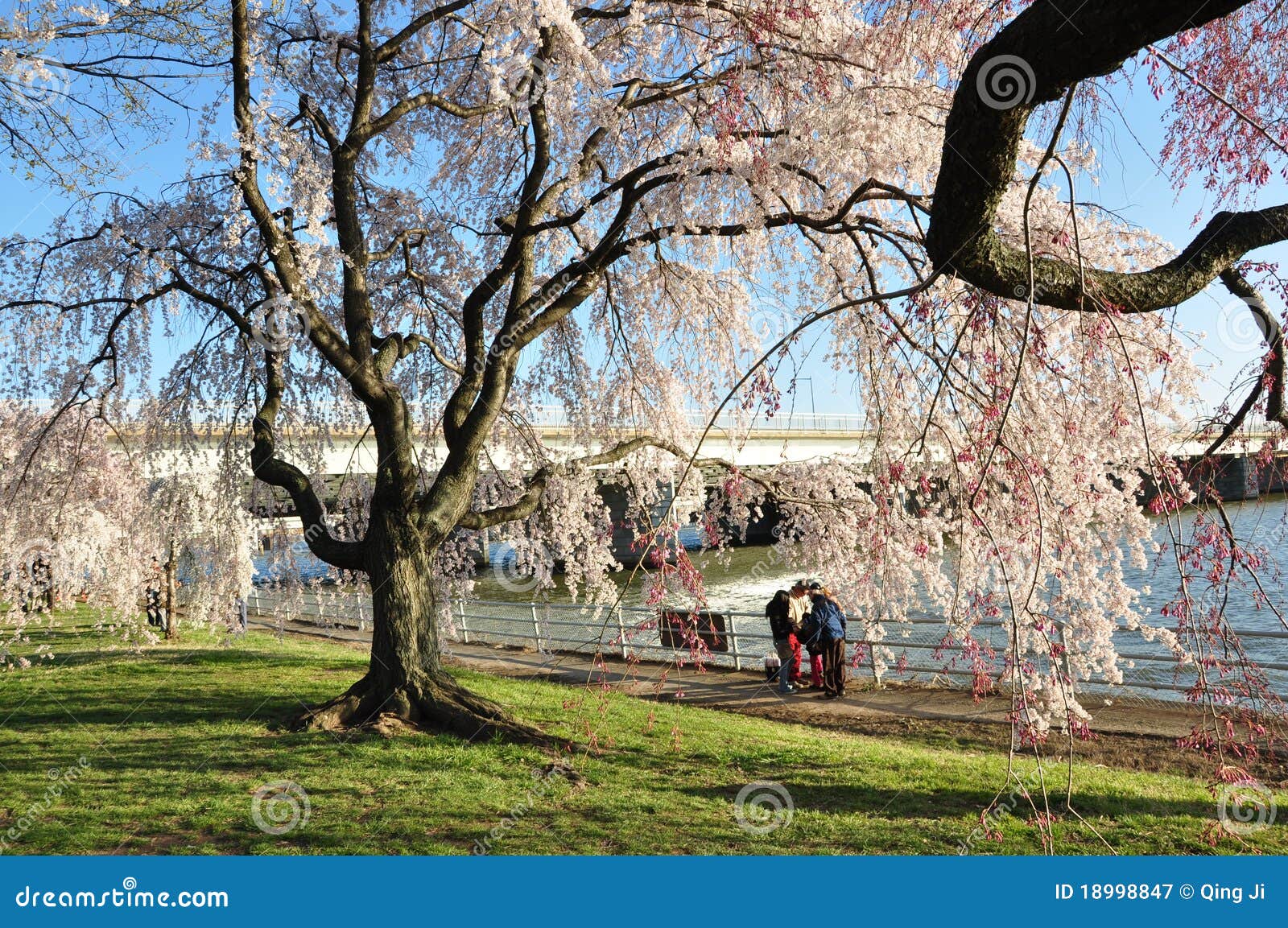Big weeping cherry tree stock image. Image of blossom - 18998847