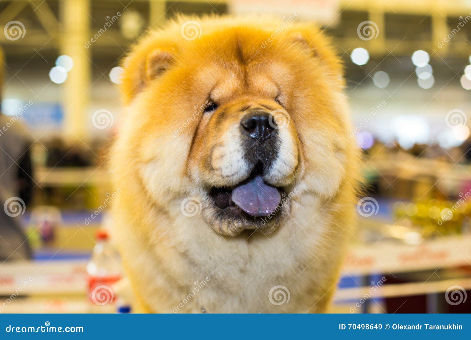 Big Well Groomed Red Chow-chow Stock Image - Image of luxury, animal ...