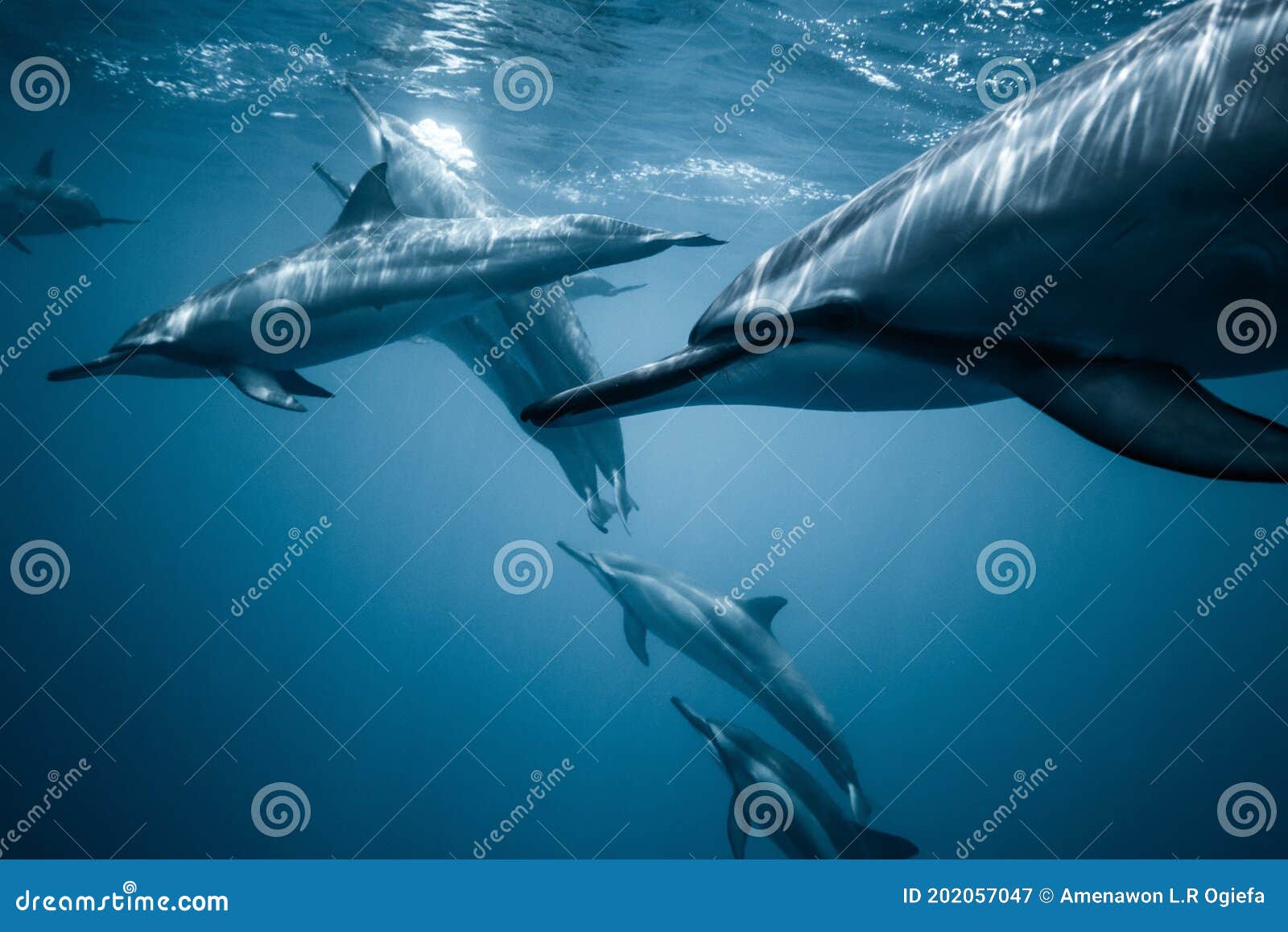 A Big Whale Fish Dwelling in the Ocean Stock Image - Image of blur ...