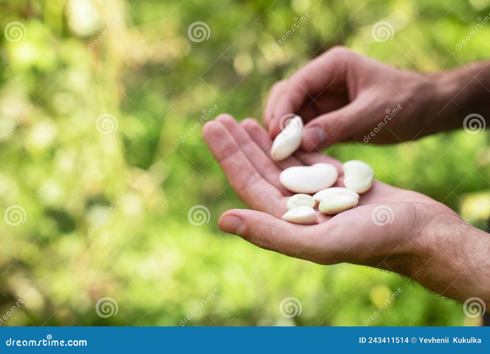Big White Beans in the Hands of a Farmer Stock Photo - Image of harvest ...