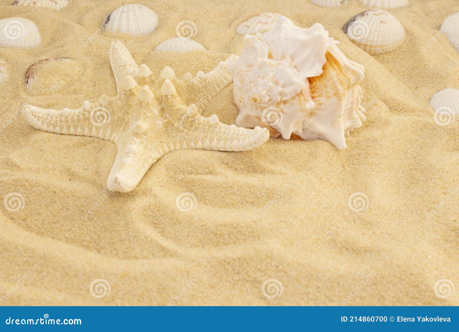 Big White Beautiful Seashell on the Sand Stock Photo - Image of sunny ...