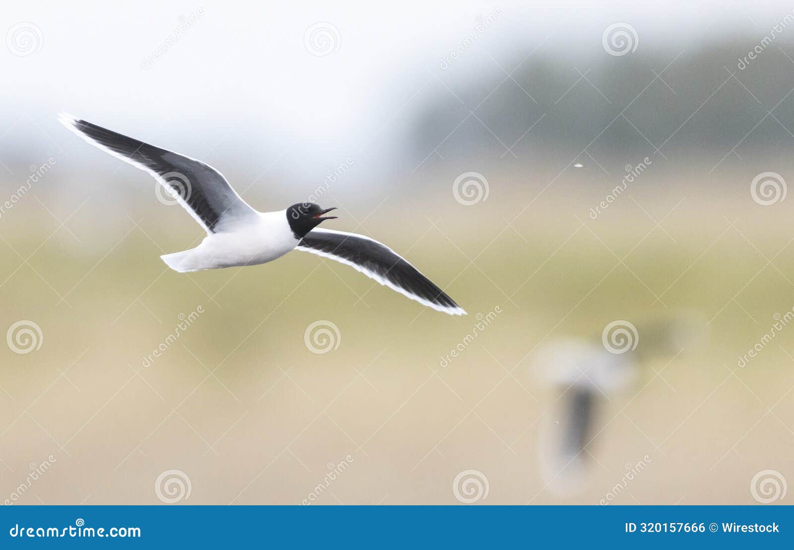 Big White Bird with a Black and White Body is Flying Stock Photo ...