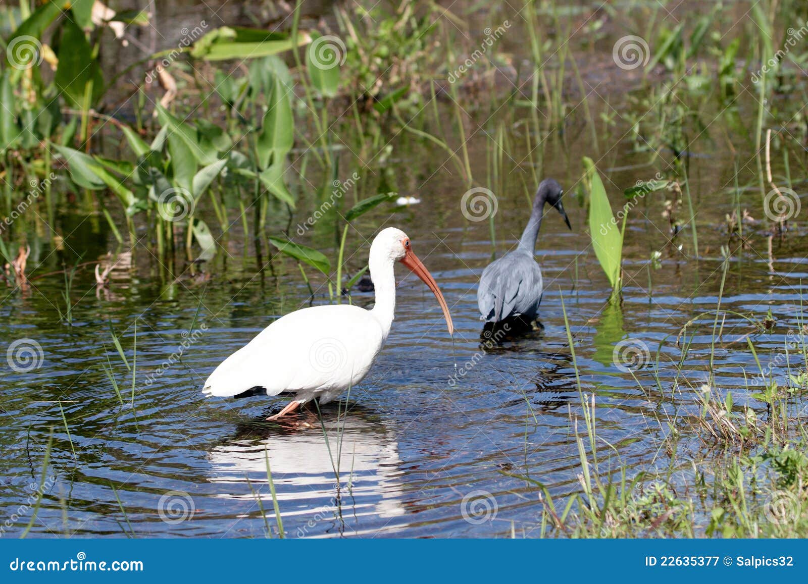 A Big White Bird in the Water Stock Image - Image of bird, grass: 22635377