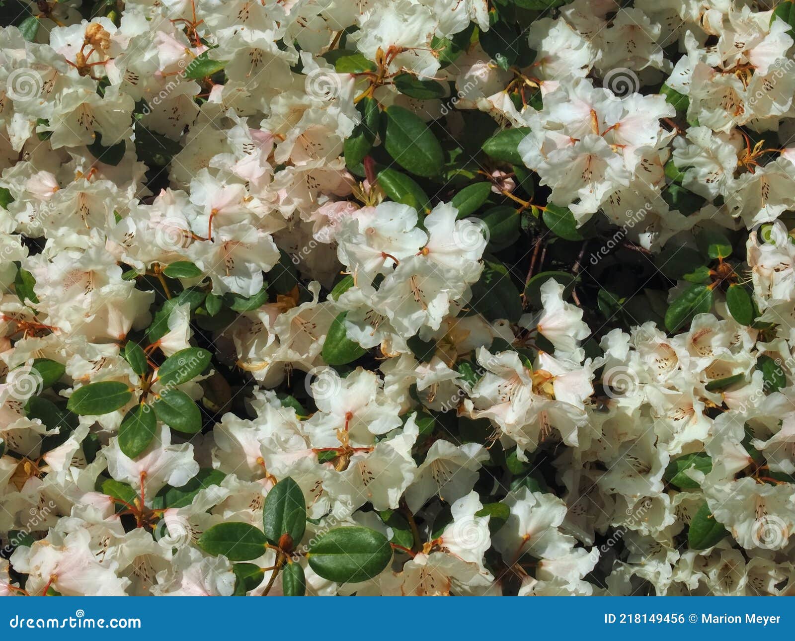 Huge White Blooming Rhododendron Bush or Tree in Spring Stock Photo ...