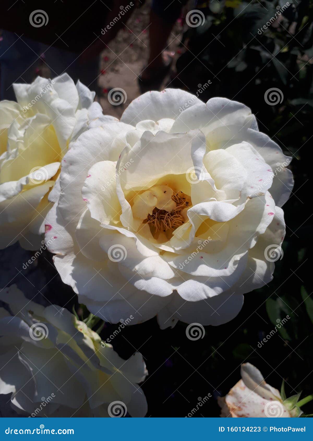 Big White and Blooming Rose Stock Image - Image of beauty, decoration ...