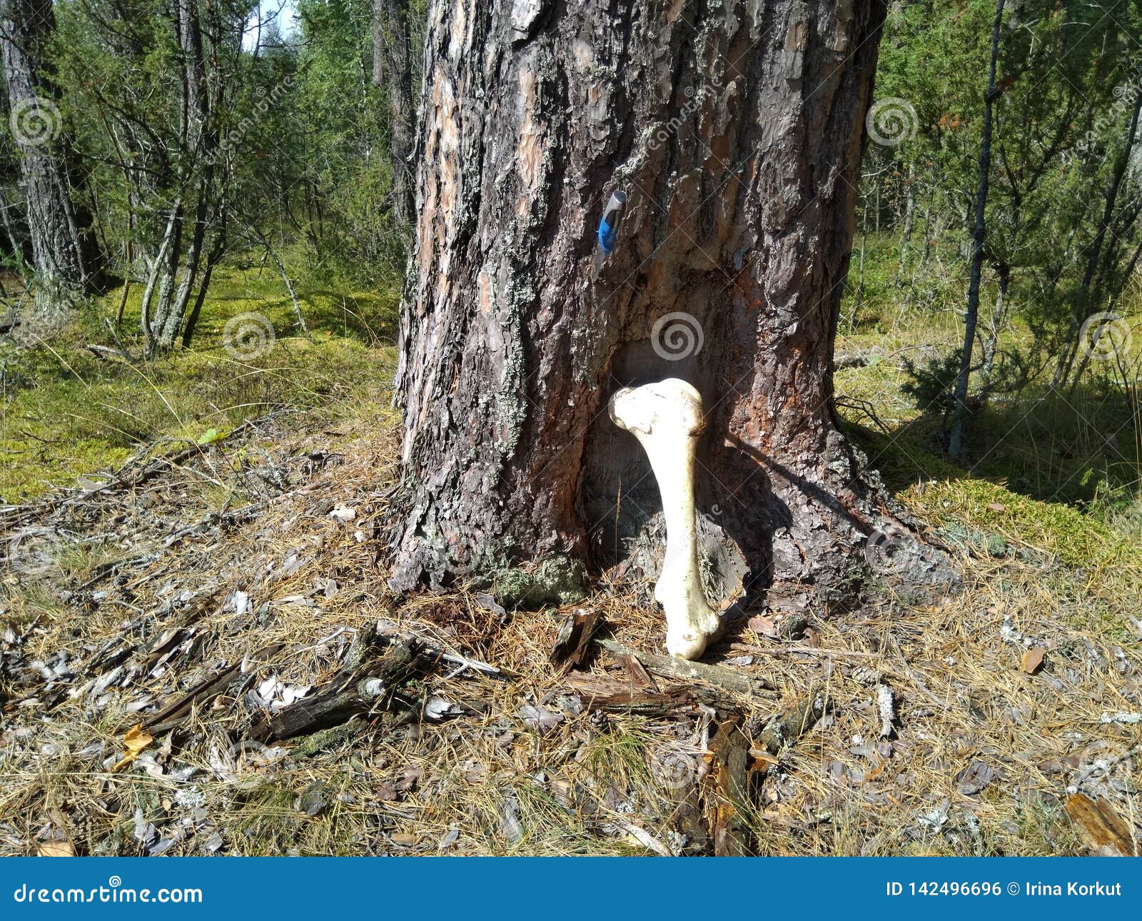 Big Bone from Elk in the Forest Stock Photo - Image of eated, life ...