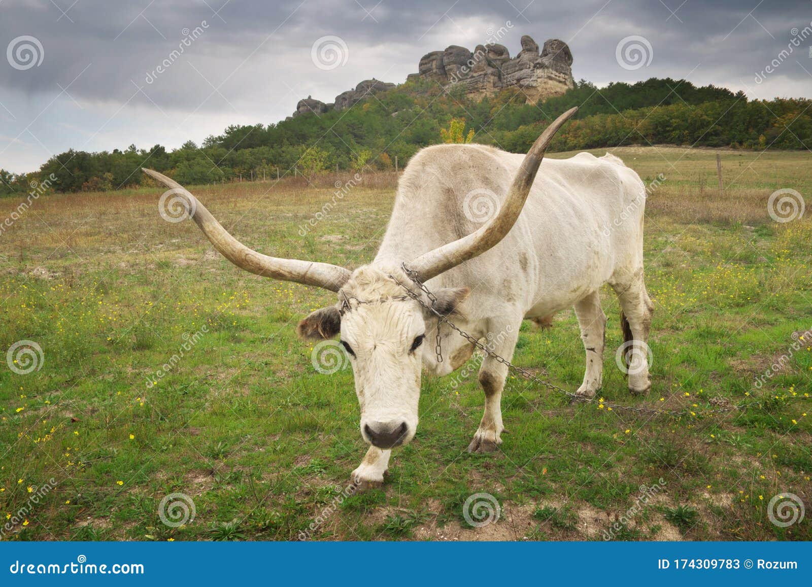 Big White Bull with Big Horns Stock Image - Image of cattle, bull ...