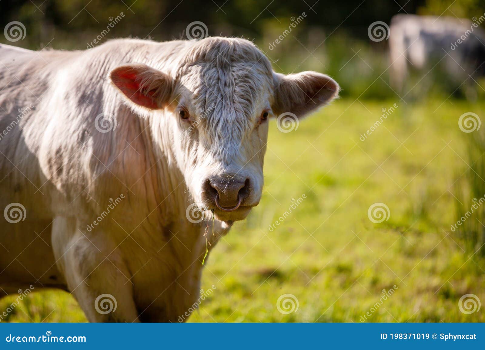 Big White Bull Walking by a Green Meadow, with a Trees on the ...