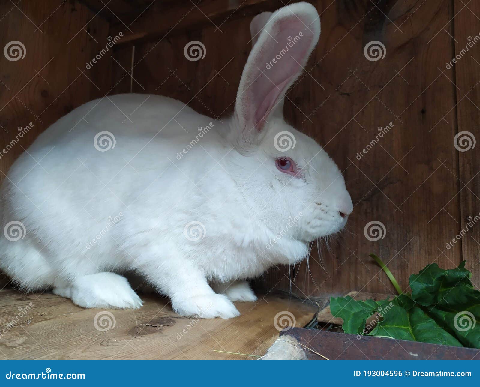 Big white bunny stock photo. Image of organ, chin, hairstyle - 193004596