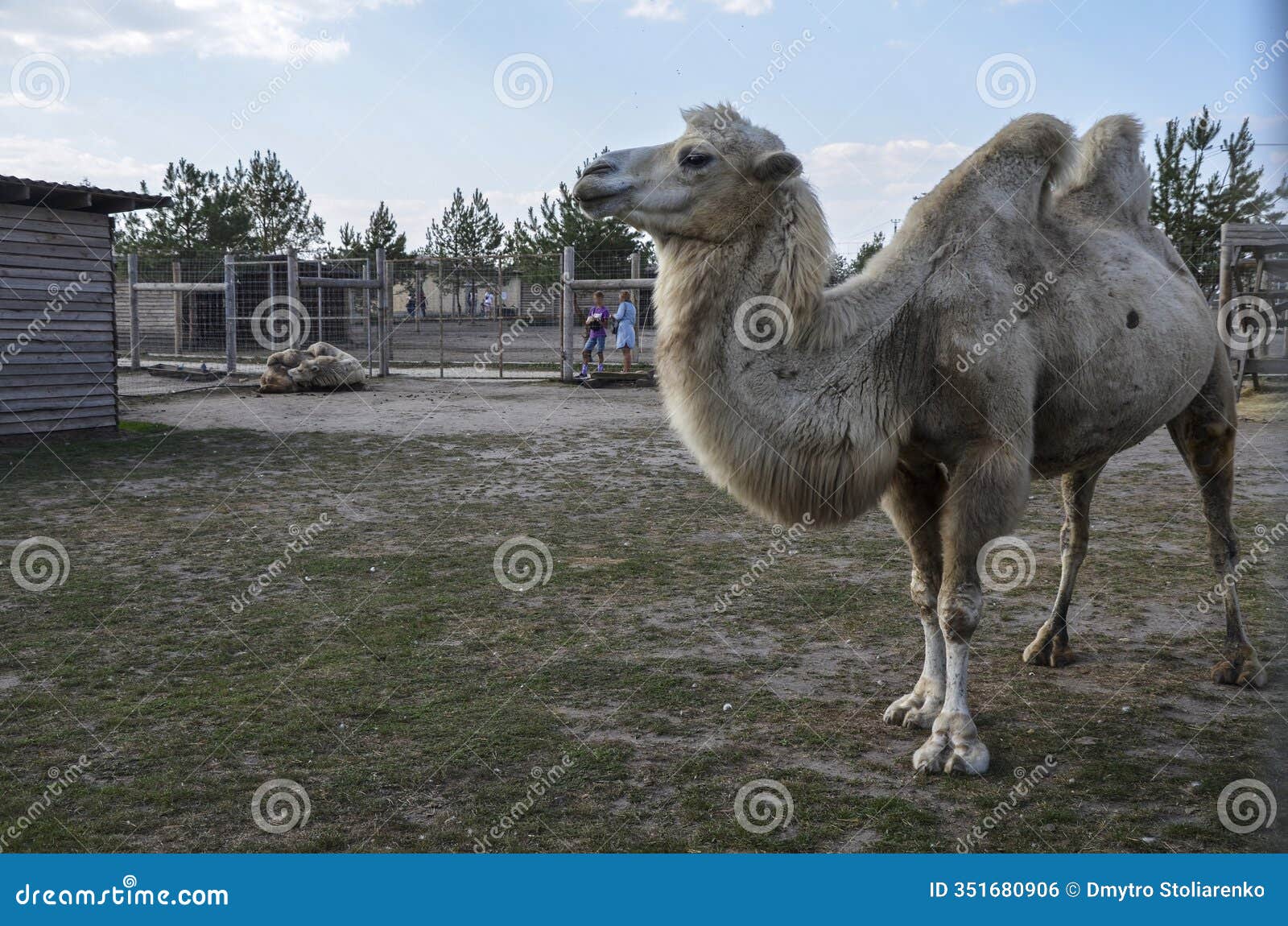 Big White Camel with Two Humps Posing and Looking at Camera Stock Photo ...