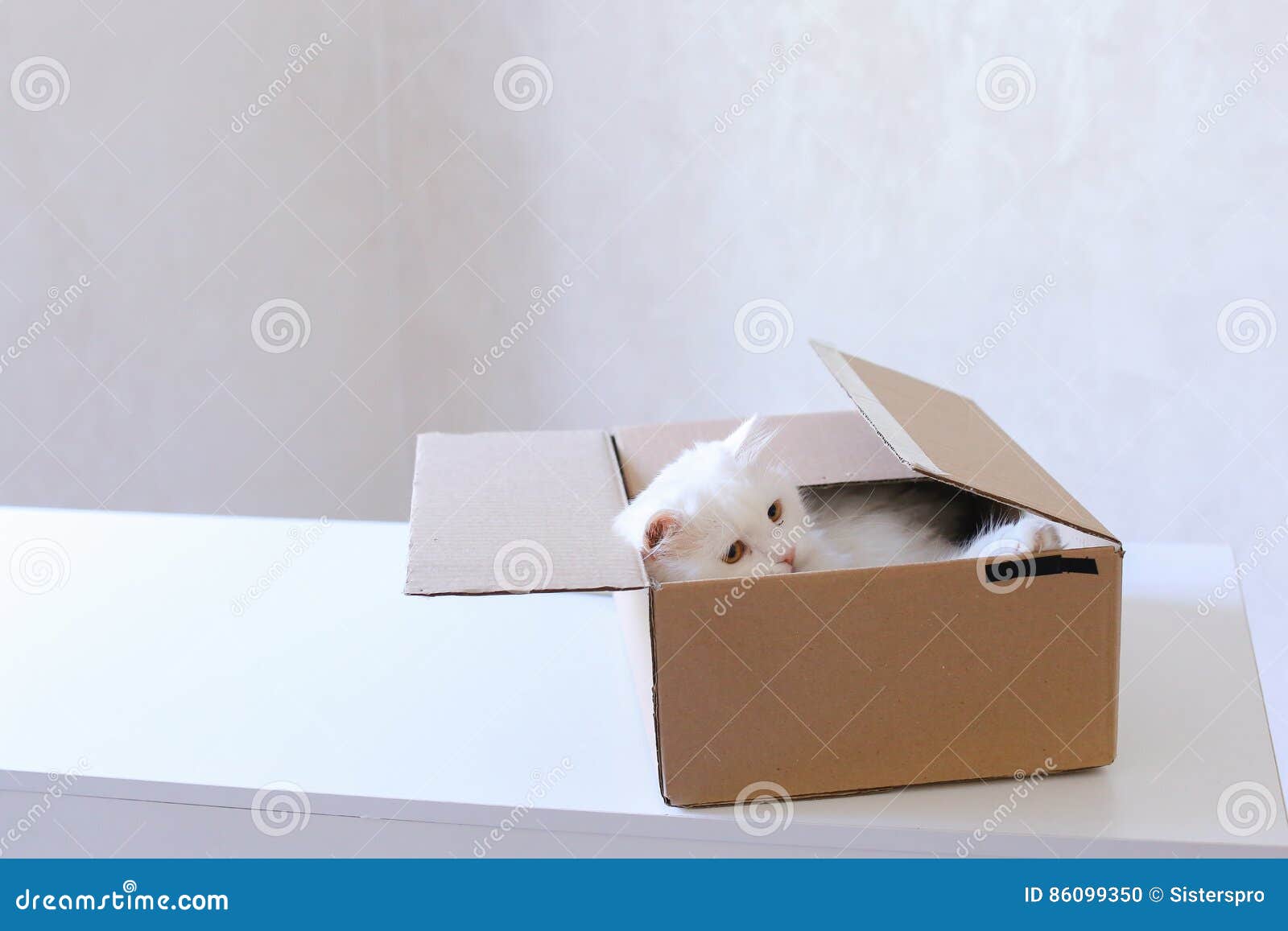 Big White Cat Crawled into the Box and Sitting Inside it. Stock Photo ...