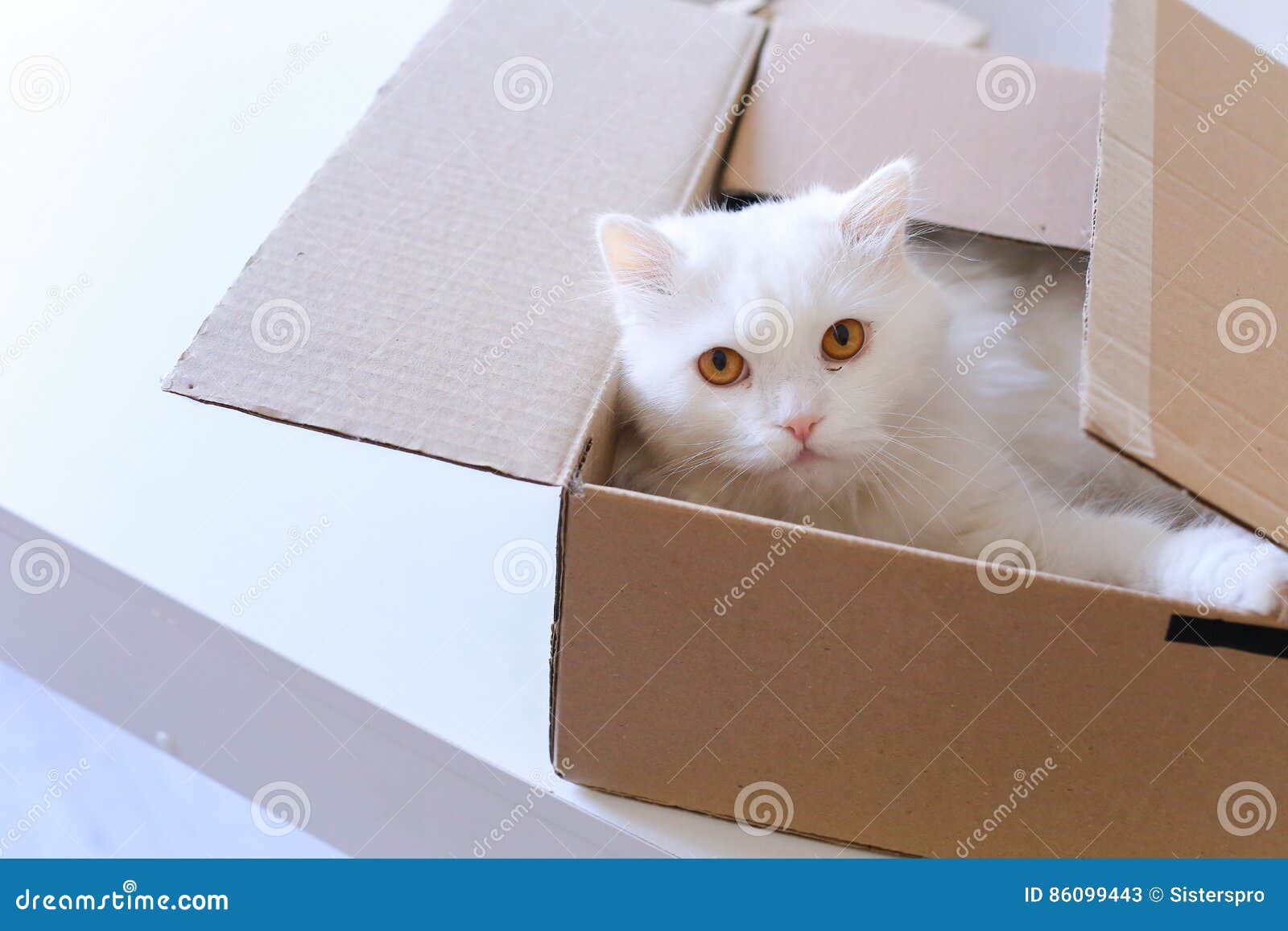 Big White Cat Crawled into the Box and Sitting Inside it. Stock Image ...