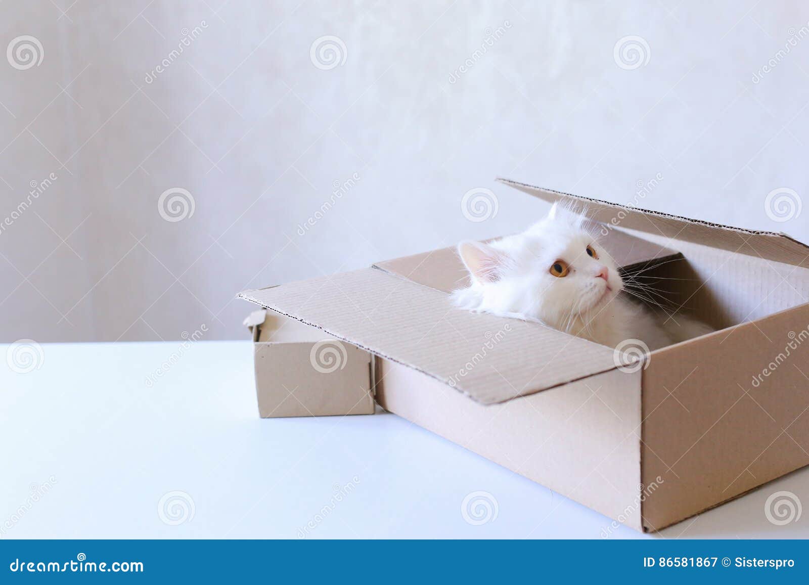 Big White Cat Crawled into the Box and Sitting Inside it. Stock Image ...