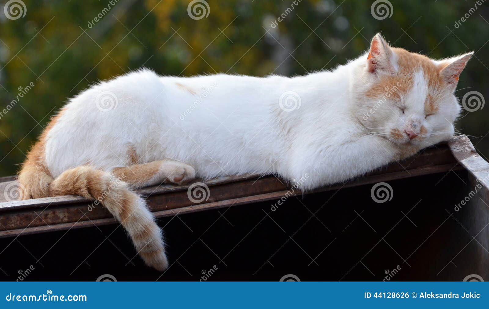 Big white cat sleep stock photo. Image of peace, furry - 44128626