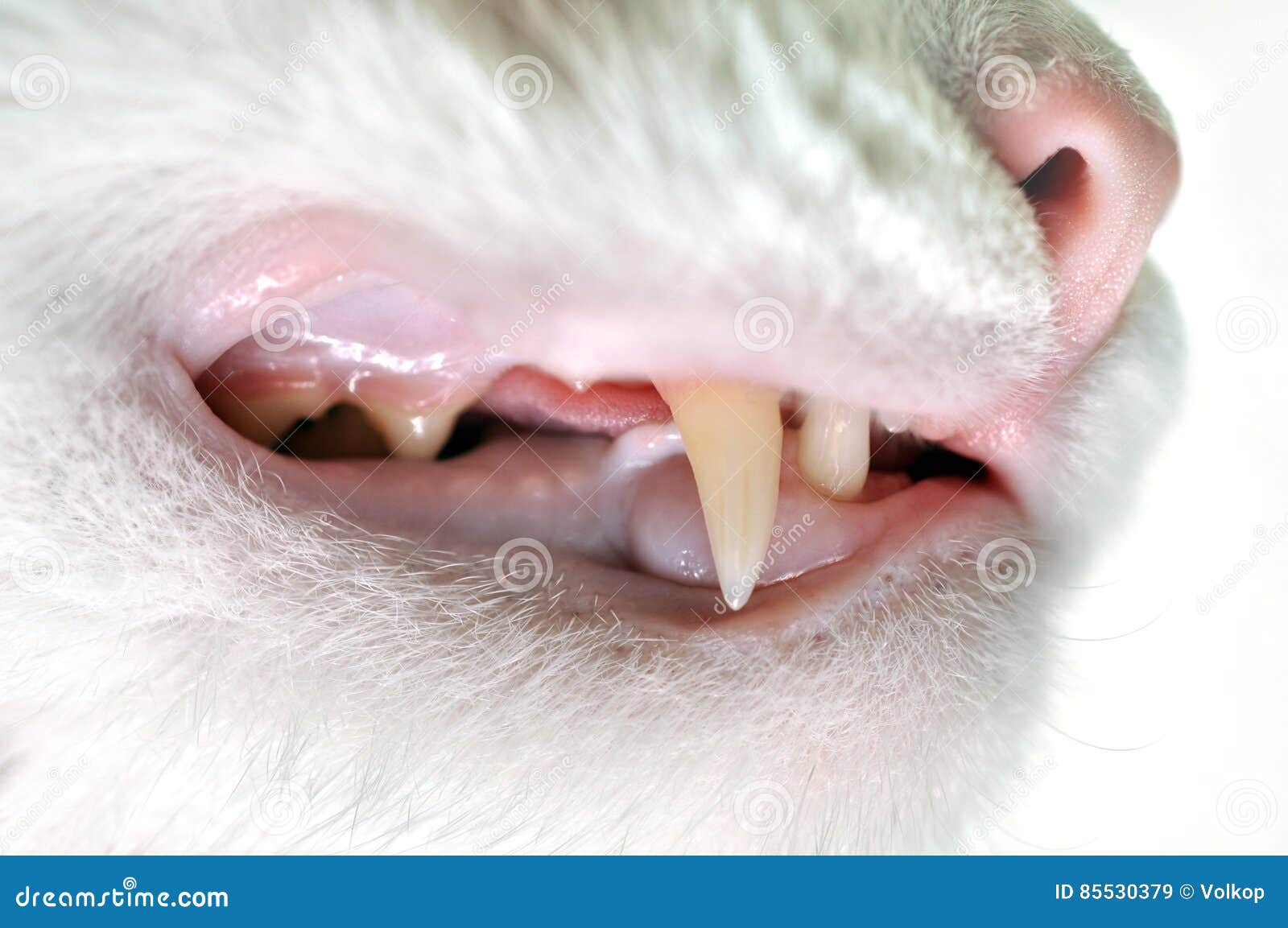 Big White Cats Fangs stock image. Image of playful, colour - 85530379