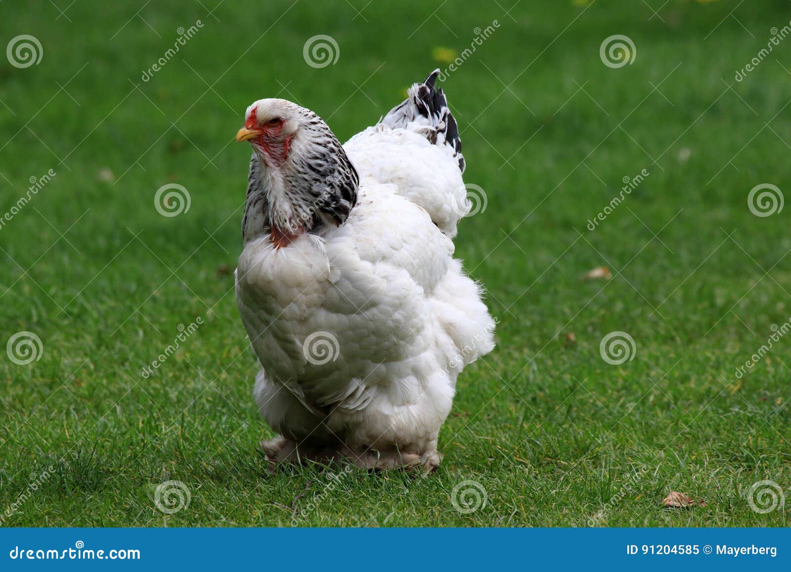 A big white chicken stock image. Image of plumage, farmyard - 91204585