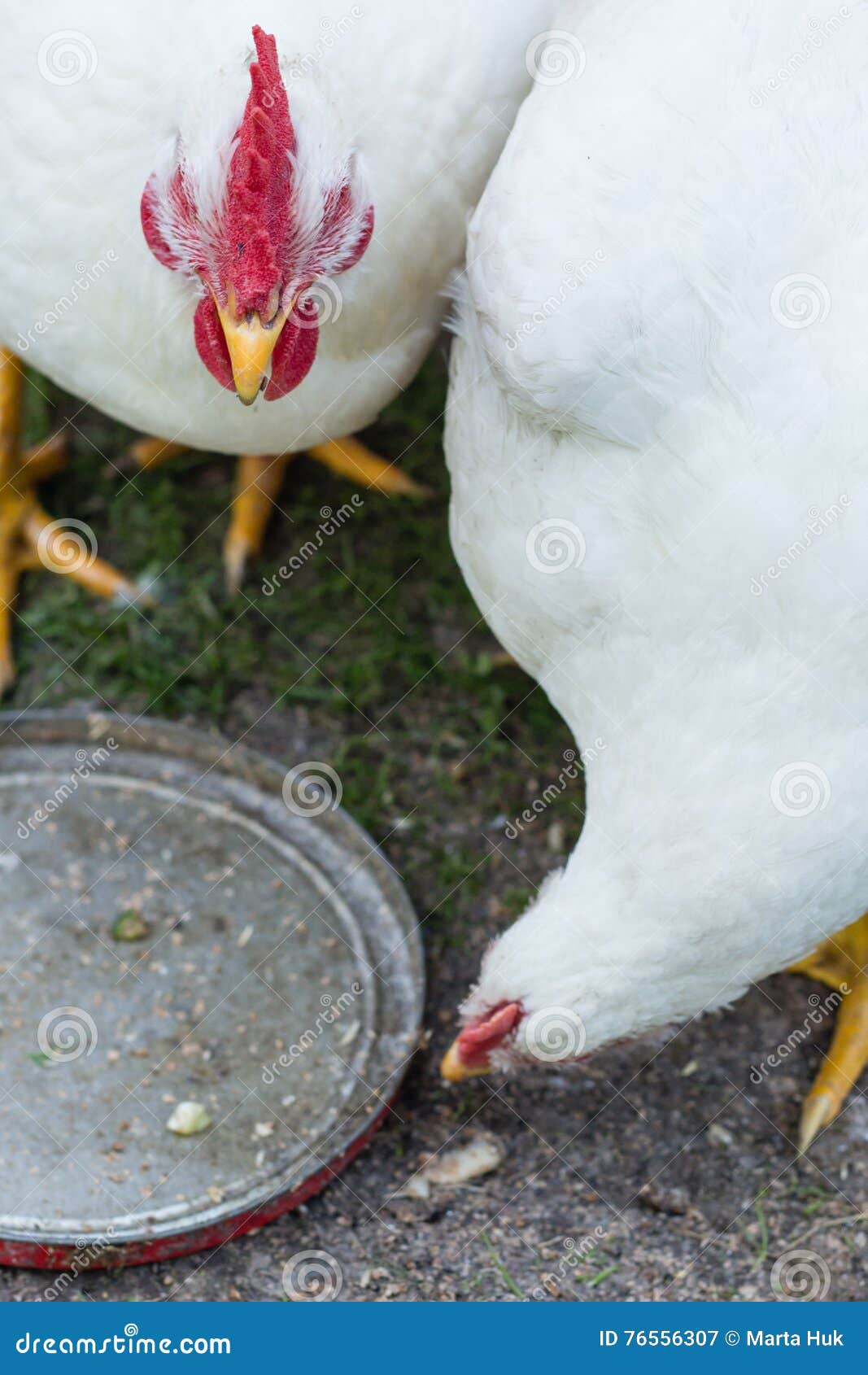 Big white chicken on farm stock image. Image of animals - 76556307