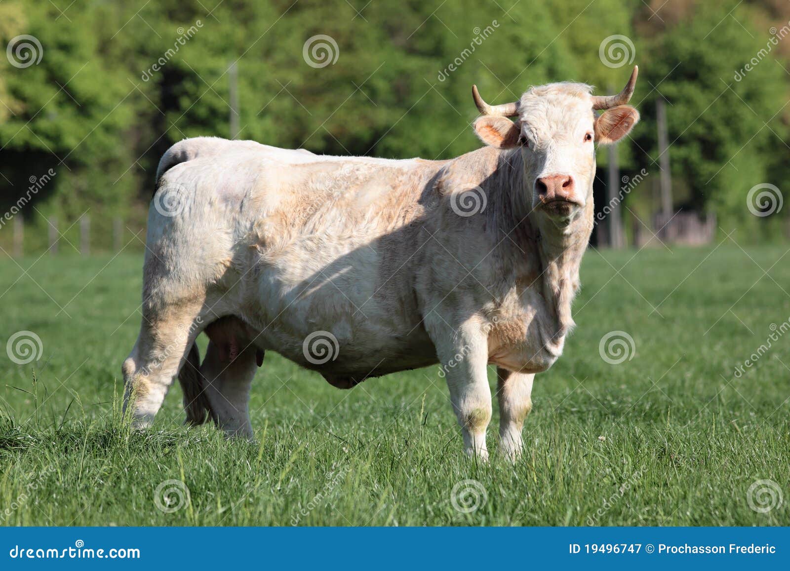 Big white cow stock image. Image of countryside, farmland - 19496747