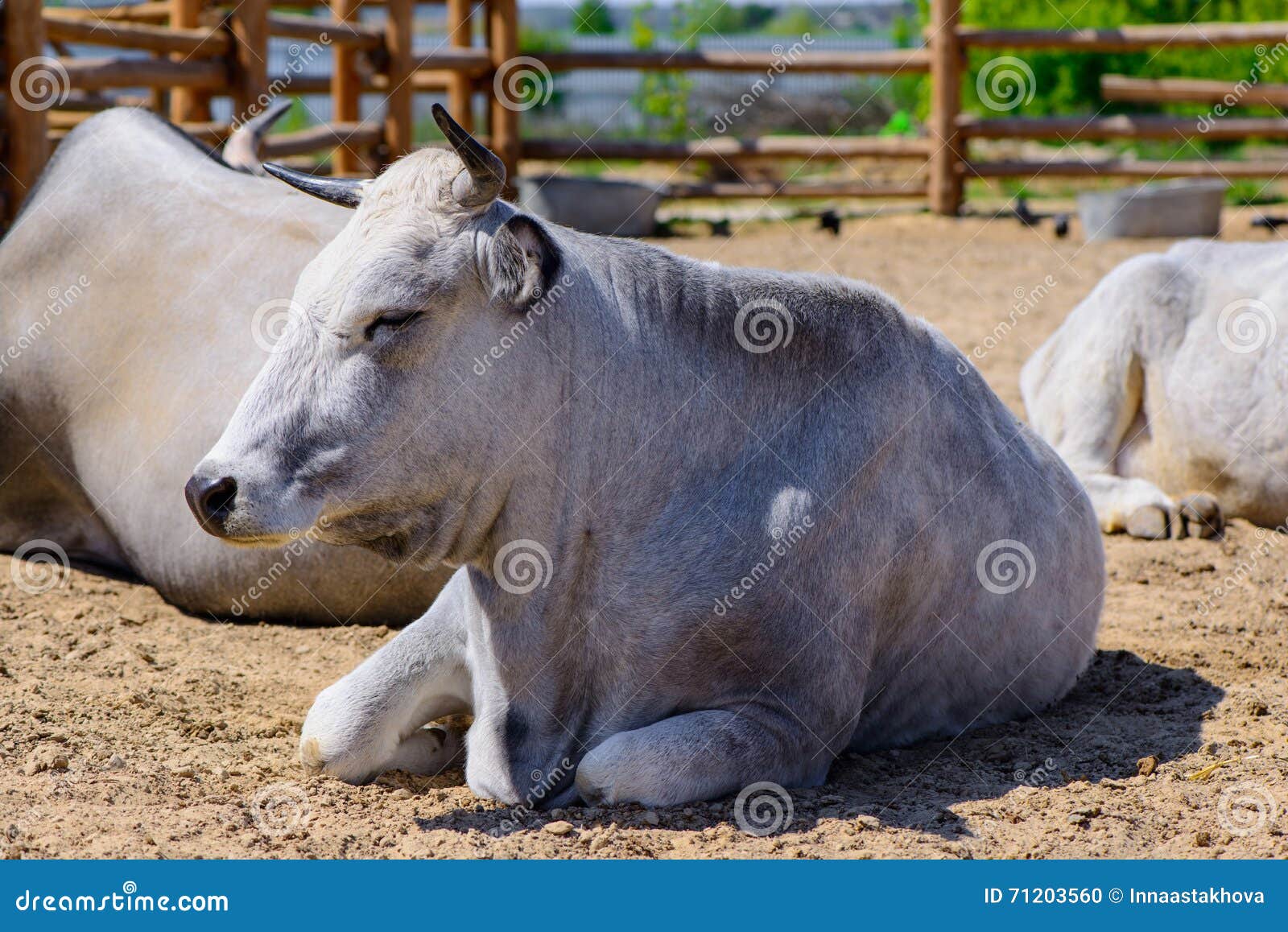 Big white cow stock photo. Image of domestic, farmland - 71203560