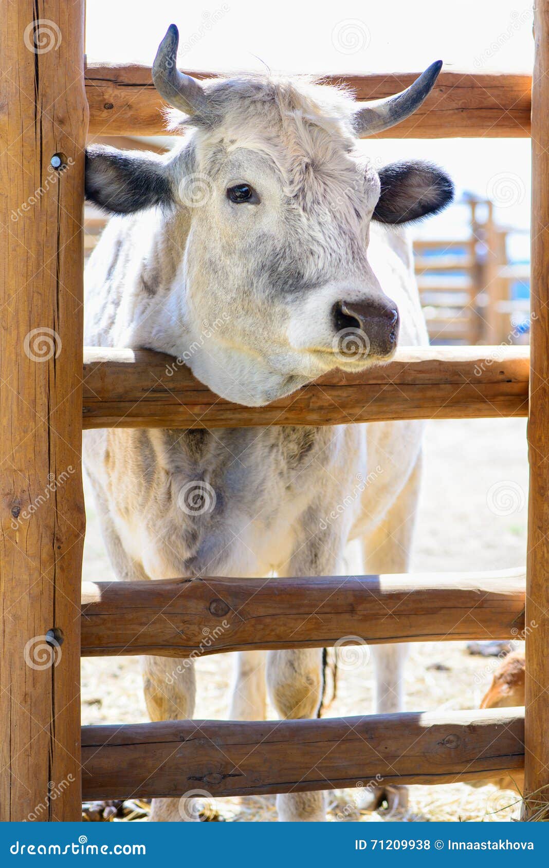 Big white cow stock photo. Image of cattle, nostrils - 71209938