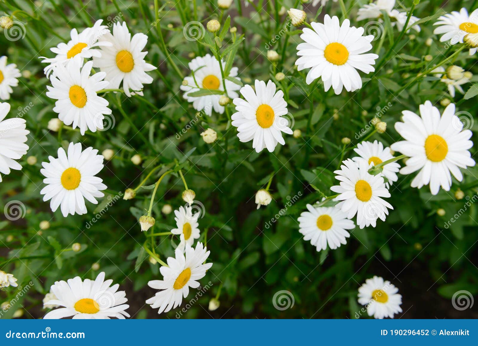 Big White Daisies in a Clearing. the View from the Top Stock Photo ...