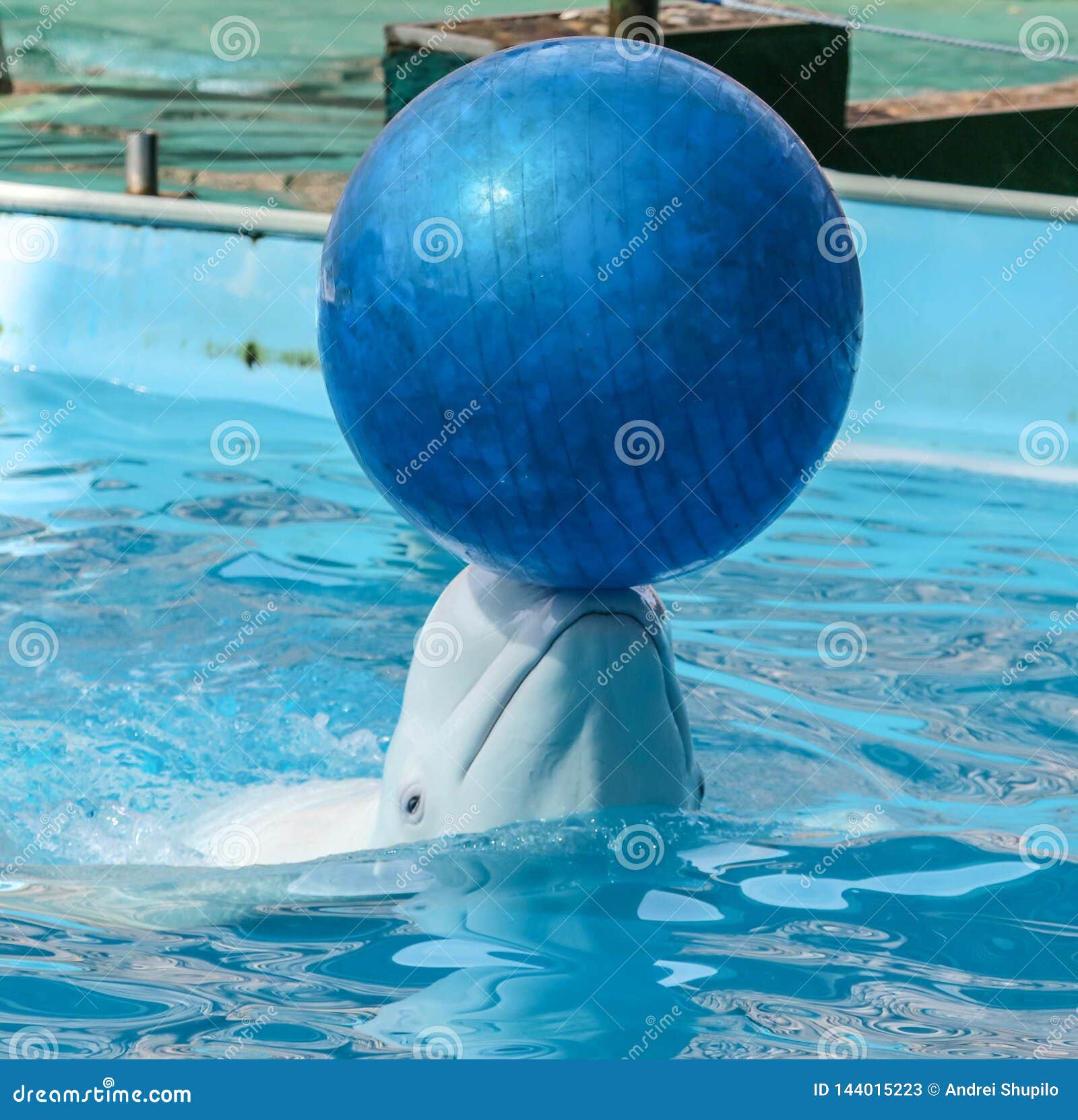 Big White Dolphin with a Ball on His Head Stock Image - Image of whale ...