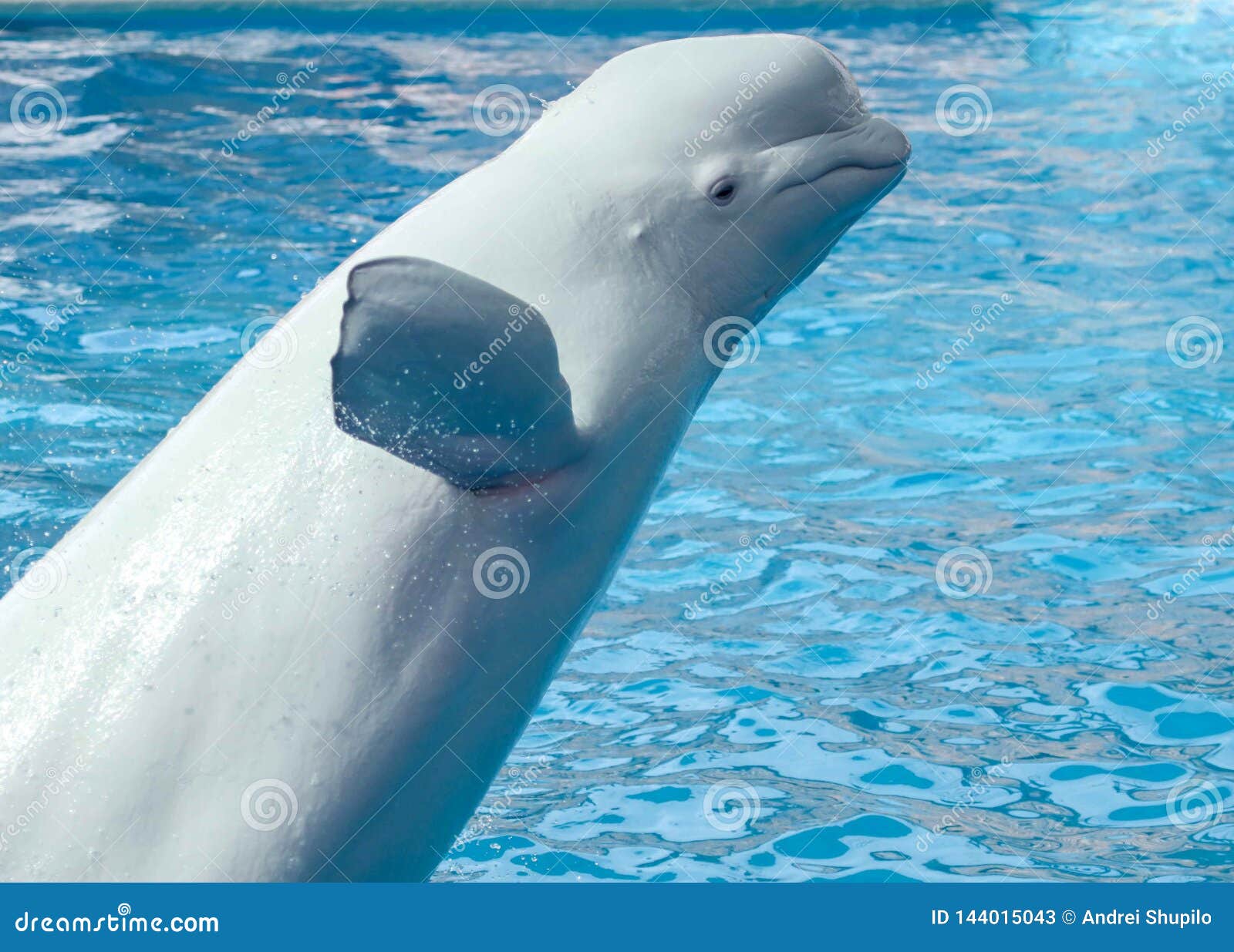 Big White Dolphin Swims in the Pool Stock Image - Image of dolphin ...