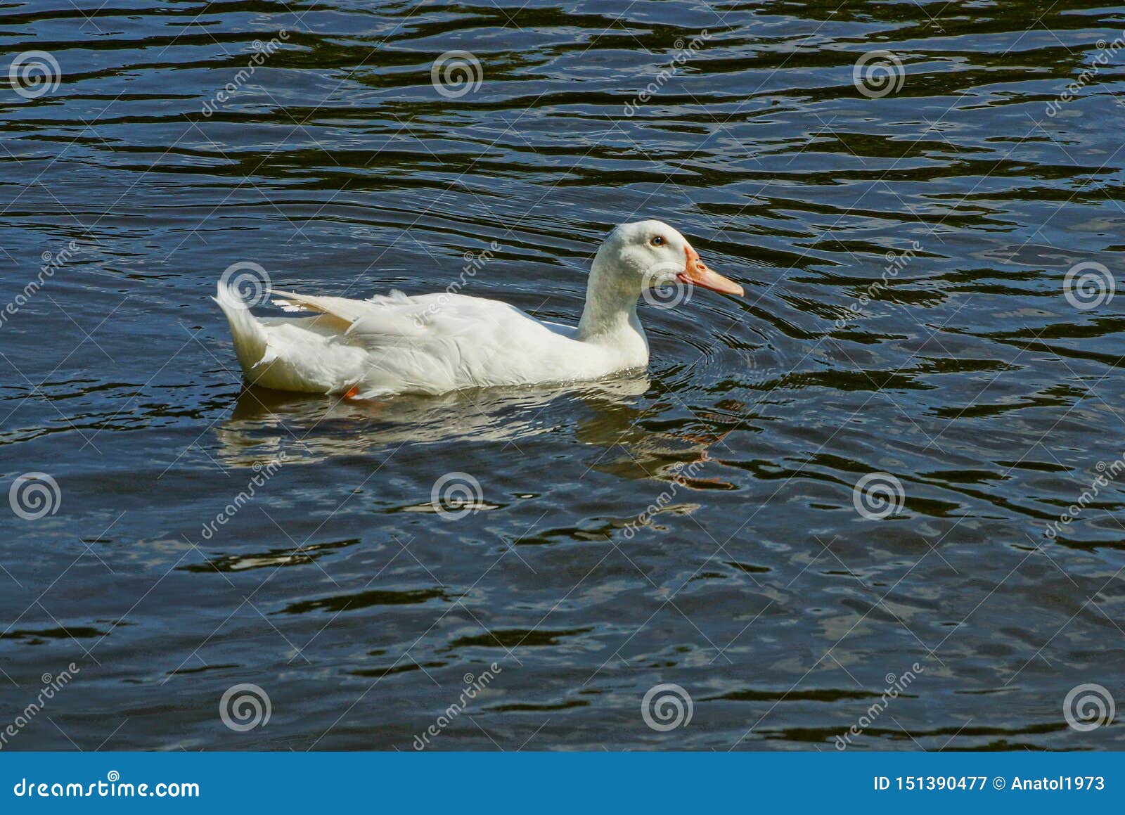 Big White Duck is Swimming in the Water Stock Image - Image of ducks ...
