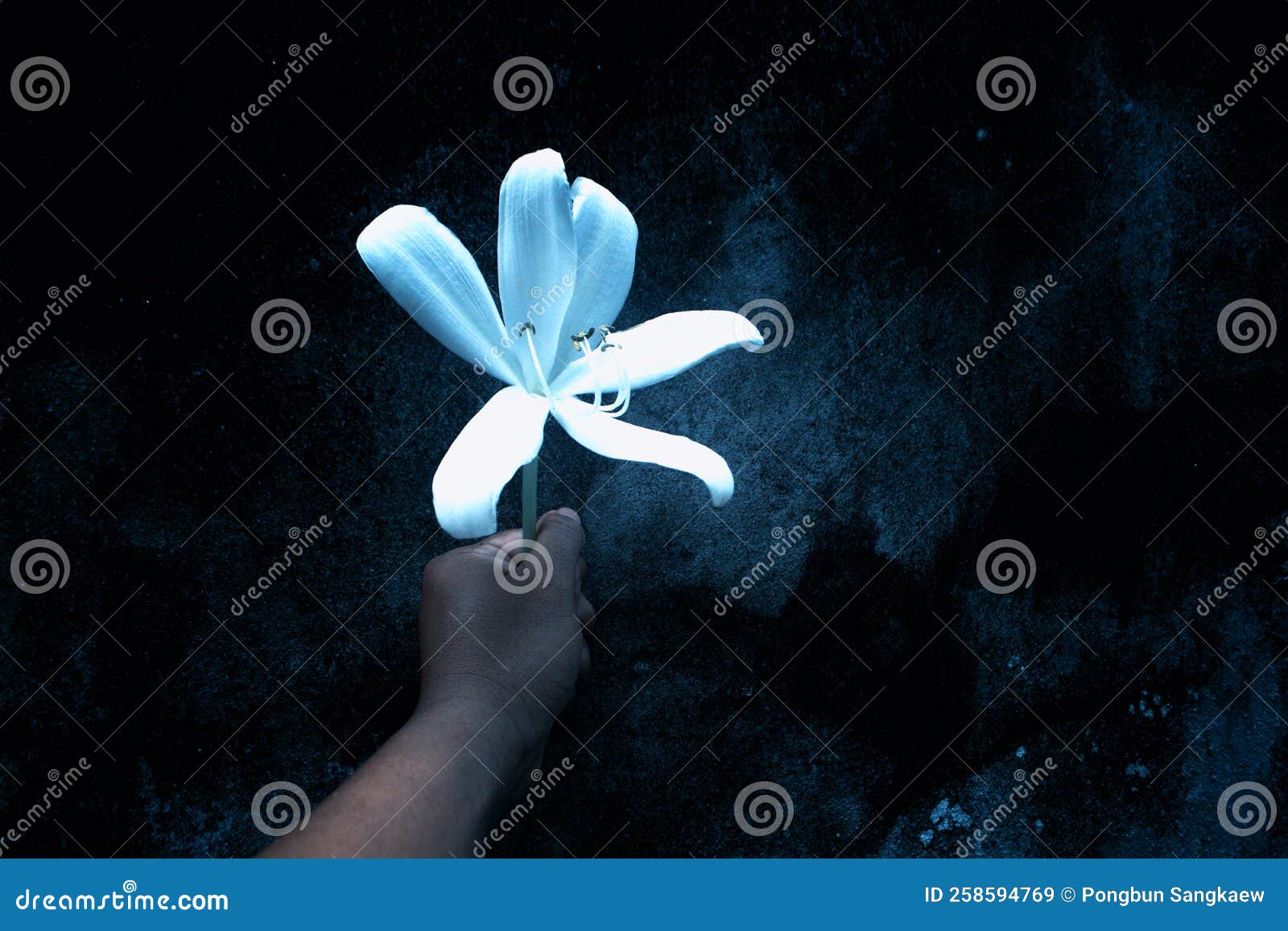 Big White Flower on Dark Wall ,abstract Hope Concept Stock Image ...