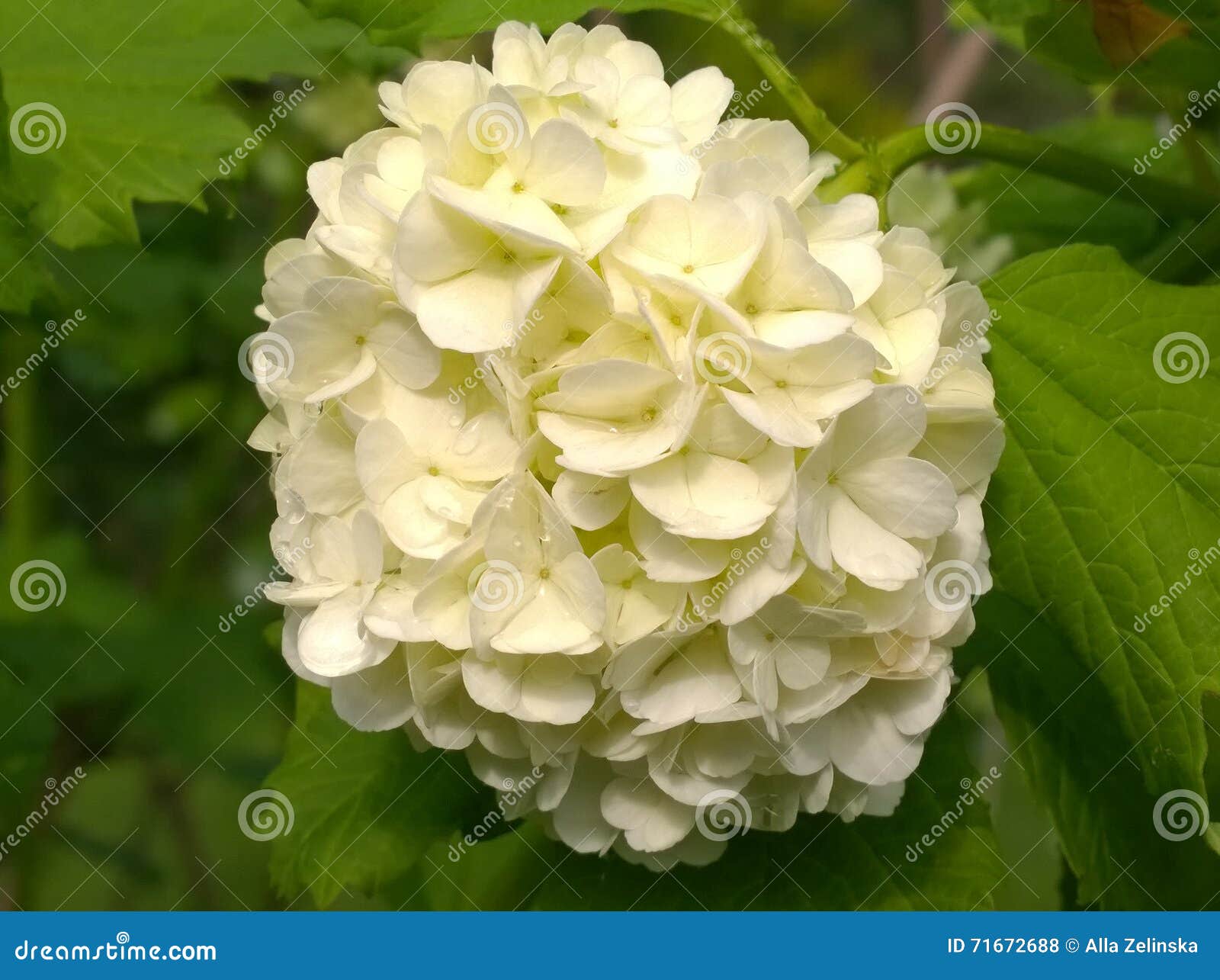 Big White Flower in a Spring Garden Stock Photo - Image of close ...