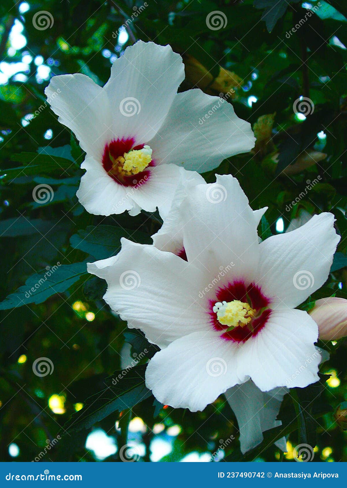 Big White flowers stock photo. Image of white, plant - 237490742