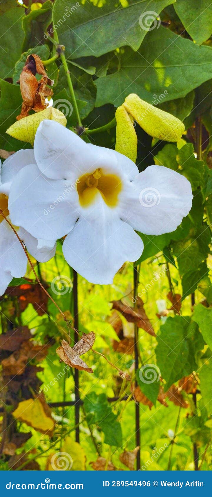 Big White Flowers Part Five Stock Photo - Image of white, flowers ...