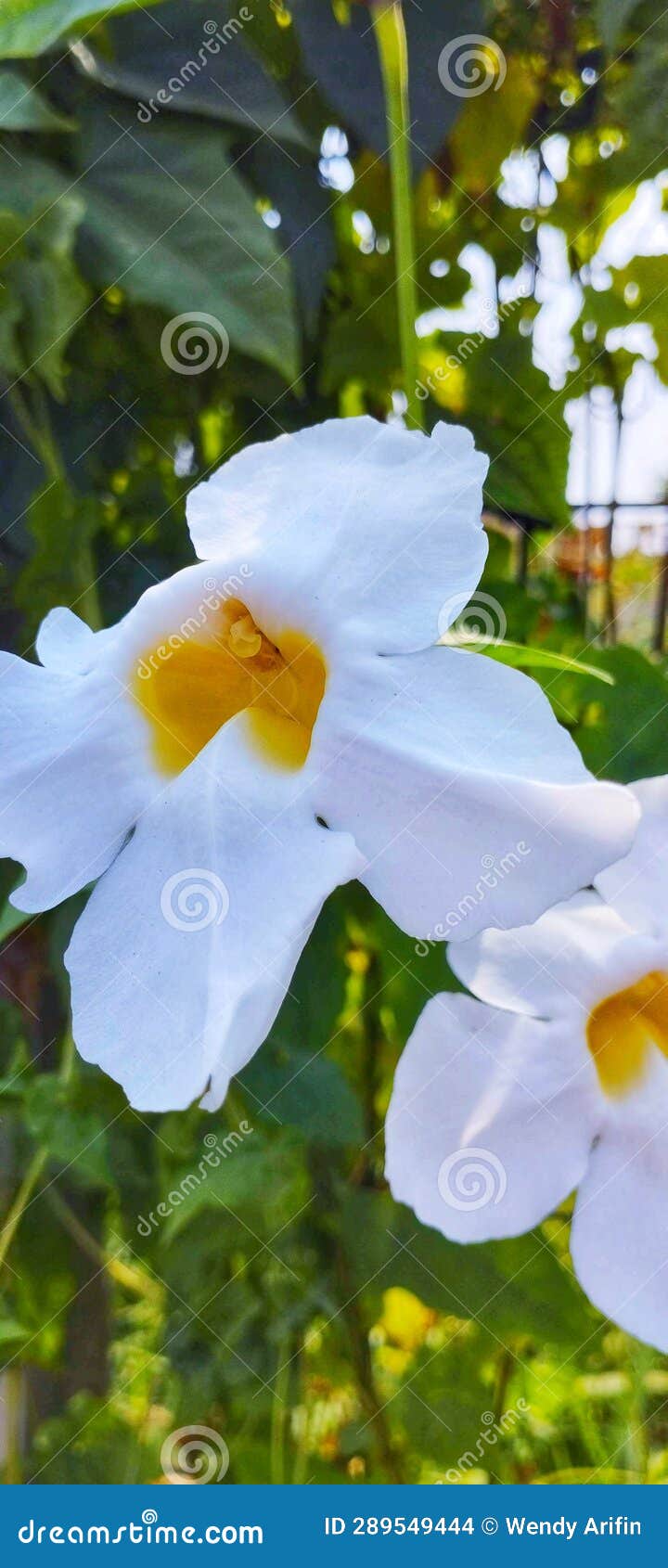 Big White Flowers Part Three Stock Photo - Image of outdoor, flowers ...