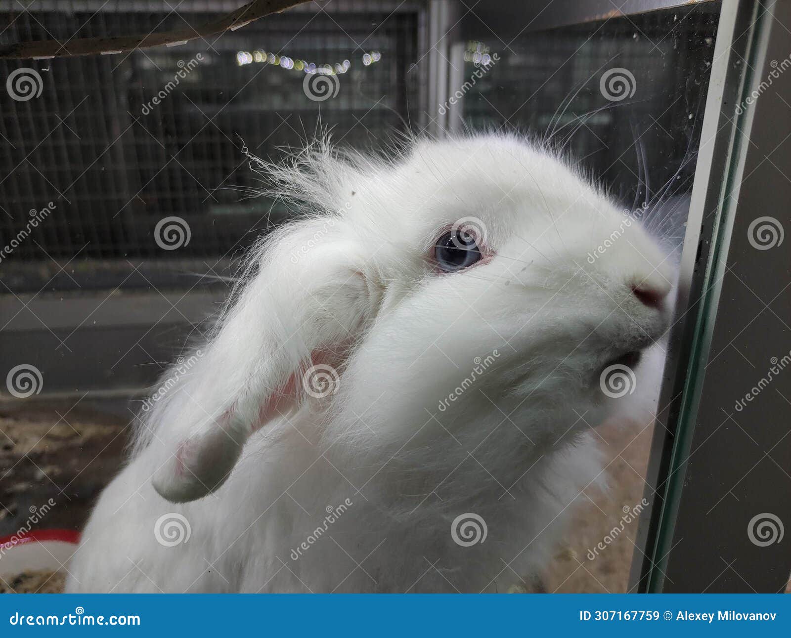 Big White Fluffy Rabbit in a Cage Stock Image - Image of portrait ...