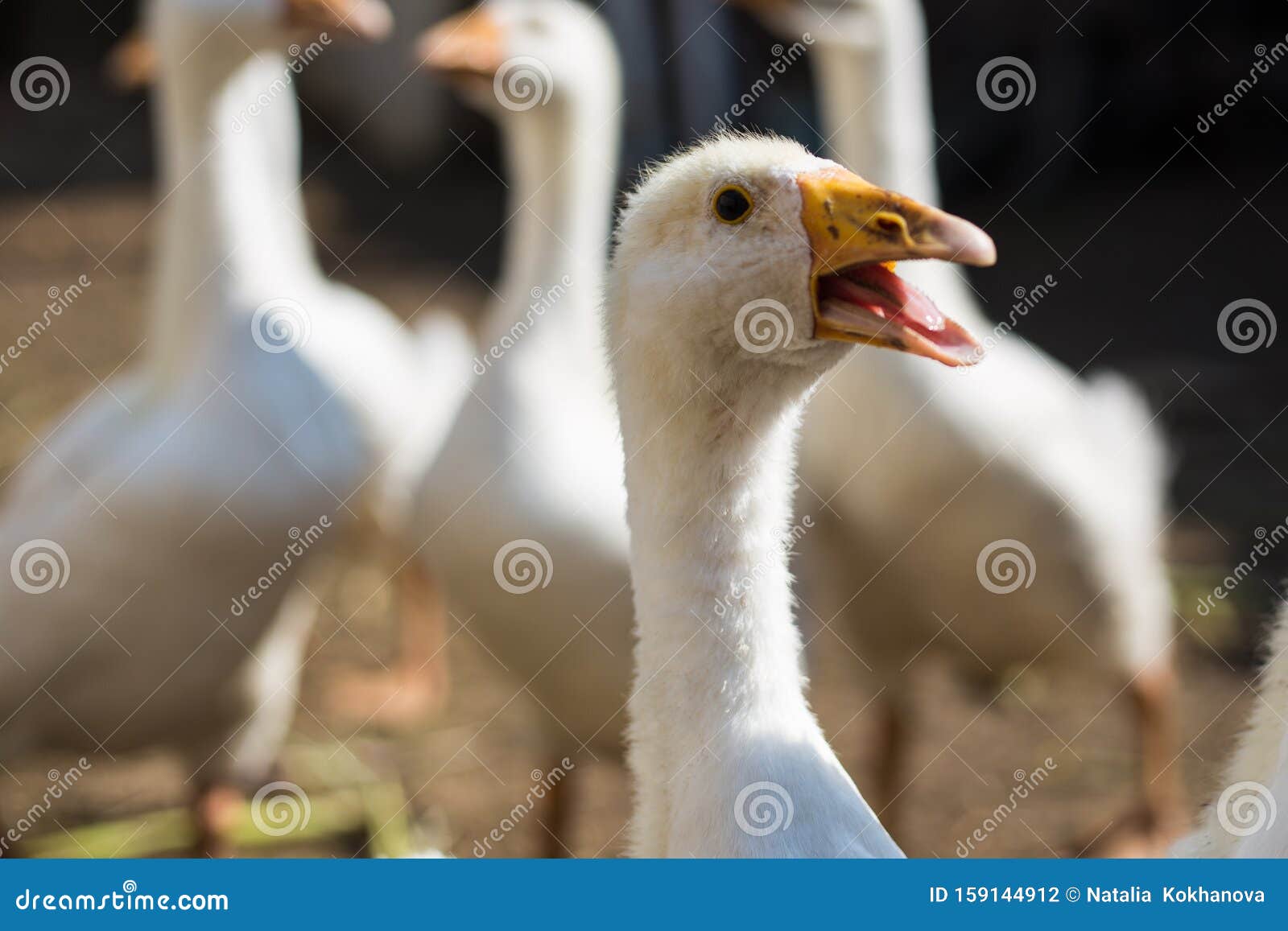 The Big White Goose Opened Its Yellow Beak Stock Photo - Image of flock ...