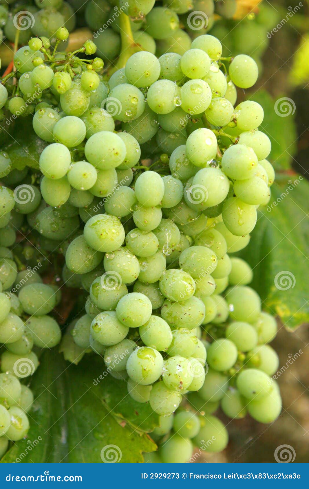 Big white grape cluster stock image. Image of leaves, clustered - 2929273
