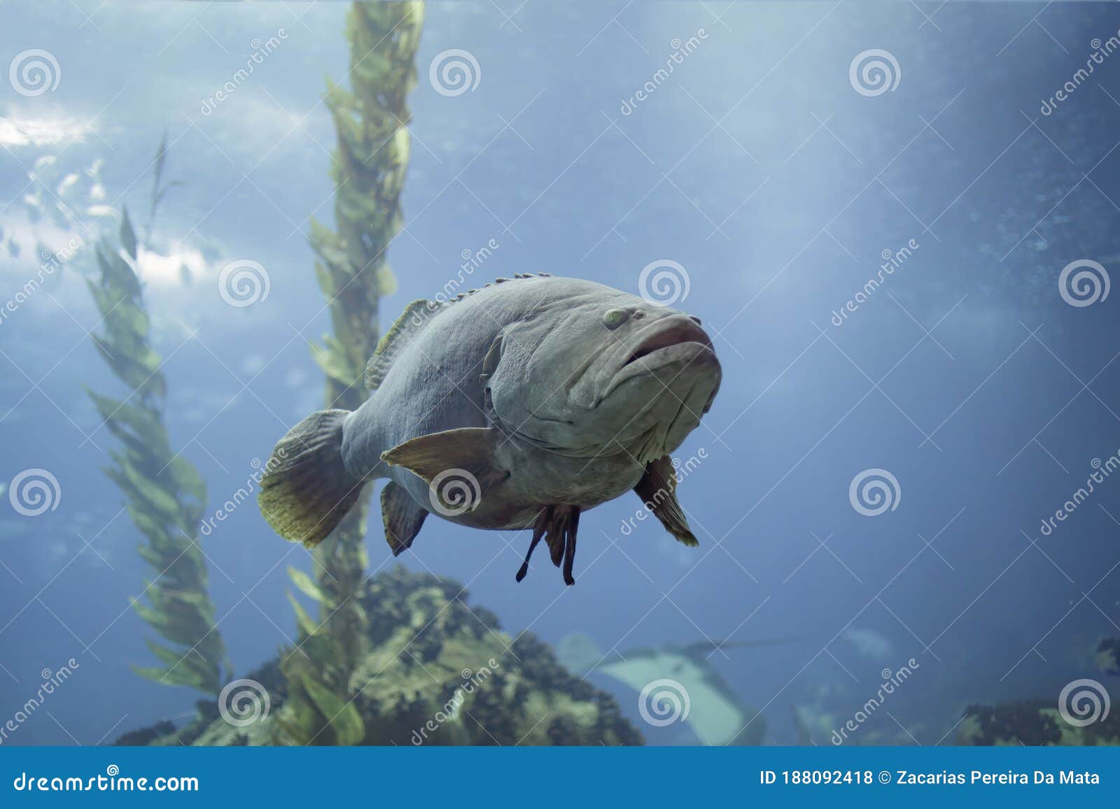 Big white grouper stock photo. Image of life, deep, monster - 188092418