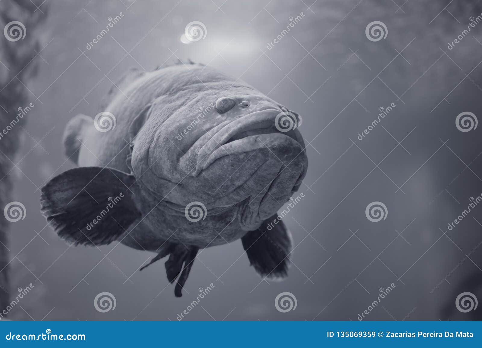 Big white grouper stock image. Image of marine, ocean - 135069359
