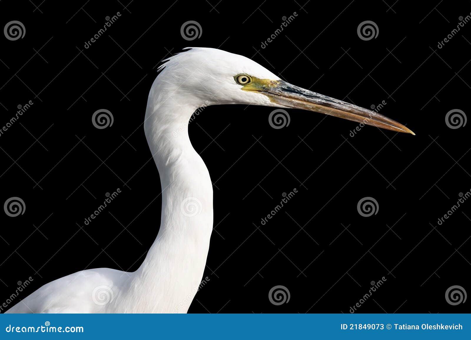 Garza White Background Stock Photos - Free & Royalty-Free Stock Photos ...