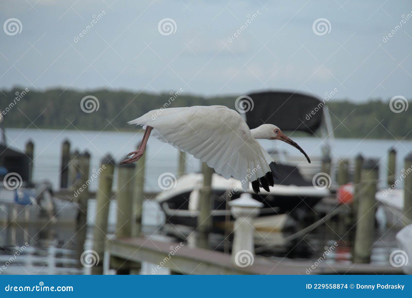 Big White Ibis Bird Flying Past Boats Stock Photo - Image of single ...