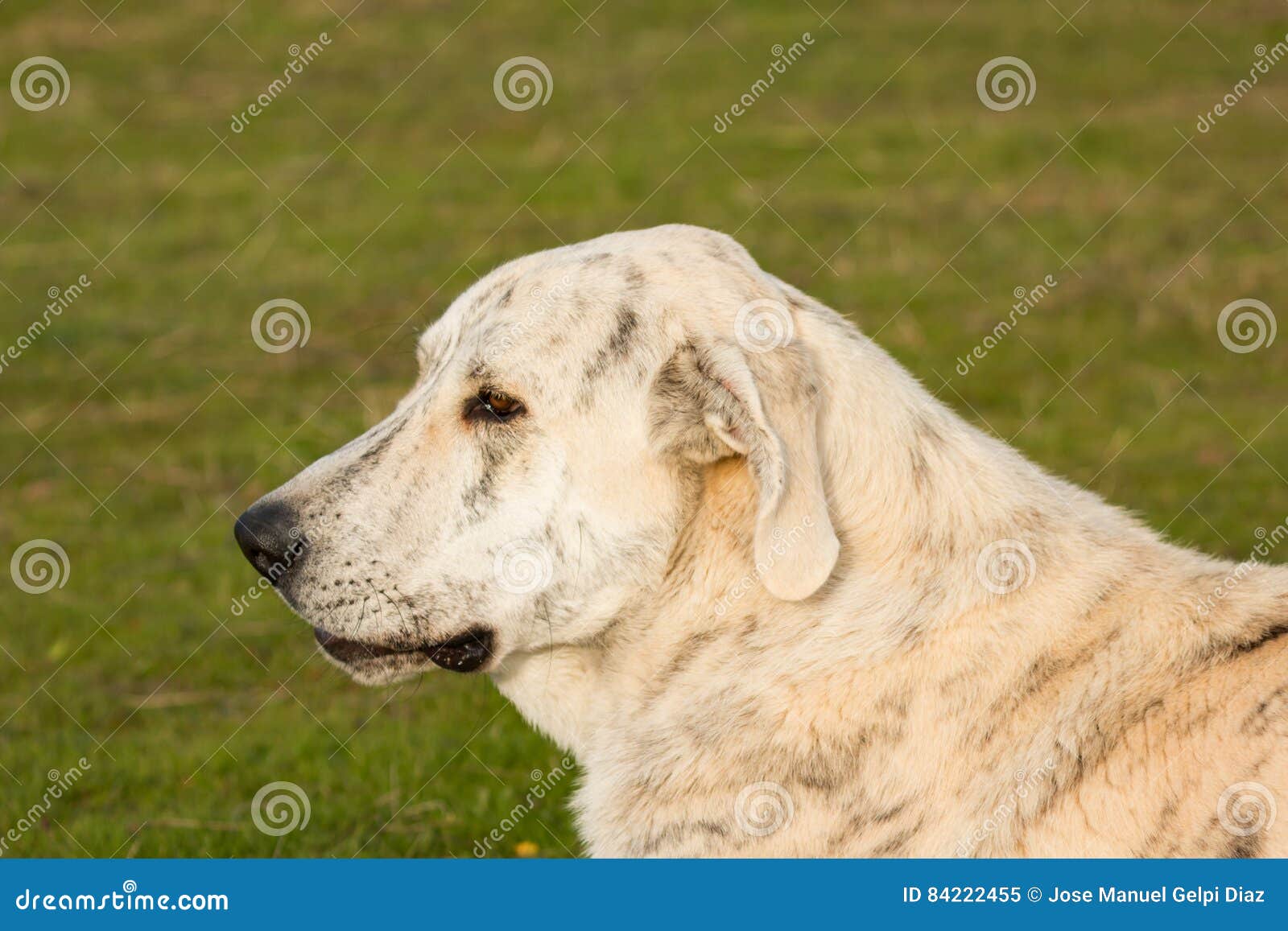 Big White Labrador Dog in the Field Stock Image - Image of outside ...