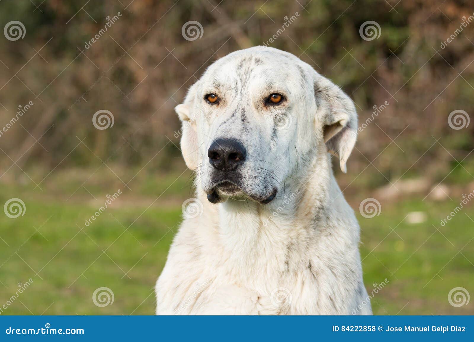 Big White Labrador Dog in the Field Stock Photo - Image of adorable ...