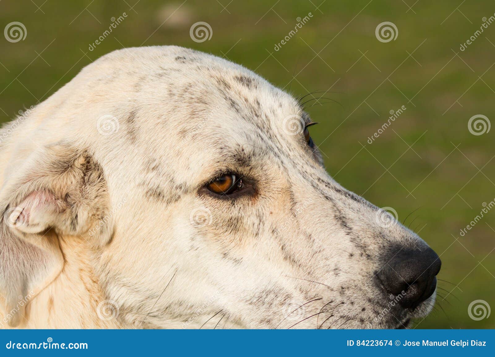 Big White Labrador Dog in the Field Stock Photo - Image of outdoor ...