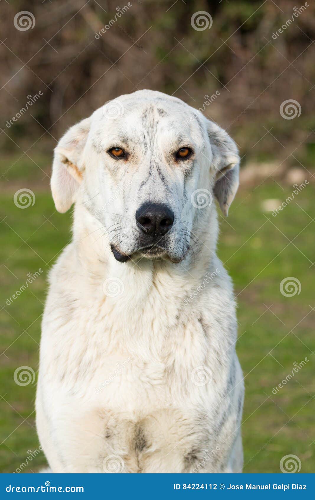 Big White Labrador Dog in the Field Stock Photo - Image of portrait ...