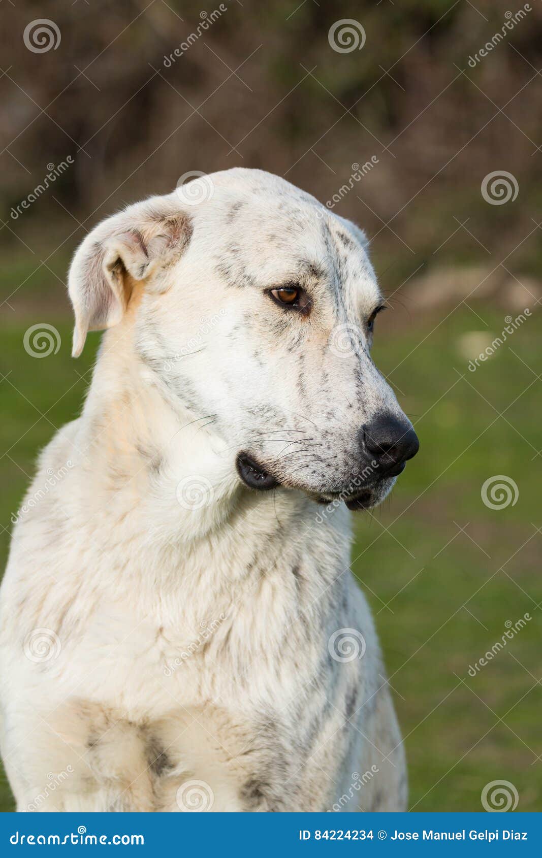 Big White Labrador Dog in the Field Stock Photo - Image of beautiful ...