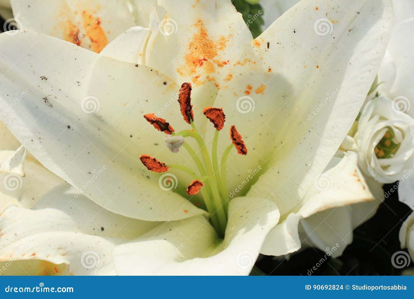 Big white lilies stock photo. Image of white, arrangement - 90692824