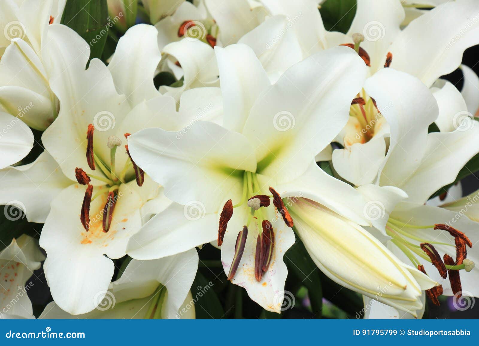 Big white lilies stock image. Image of decorative, lily - 91795799