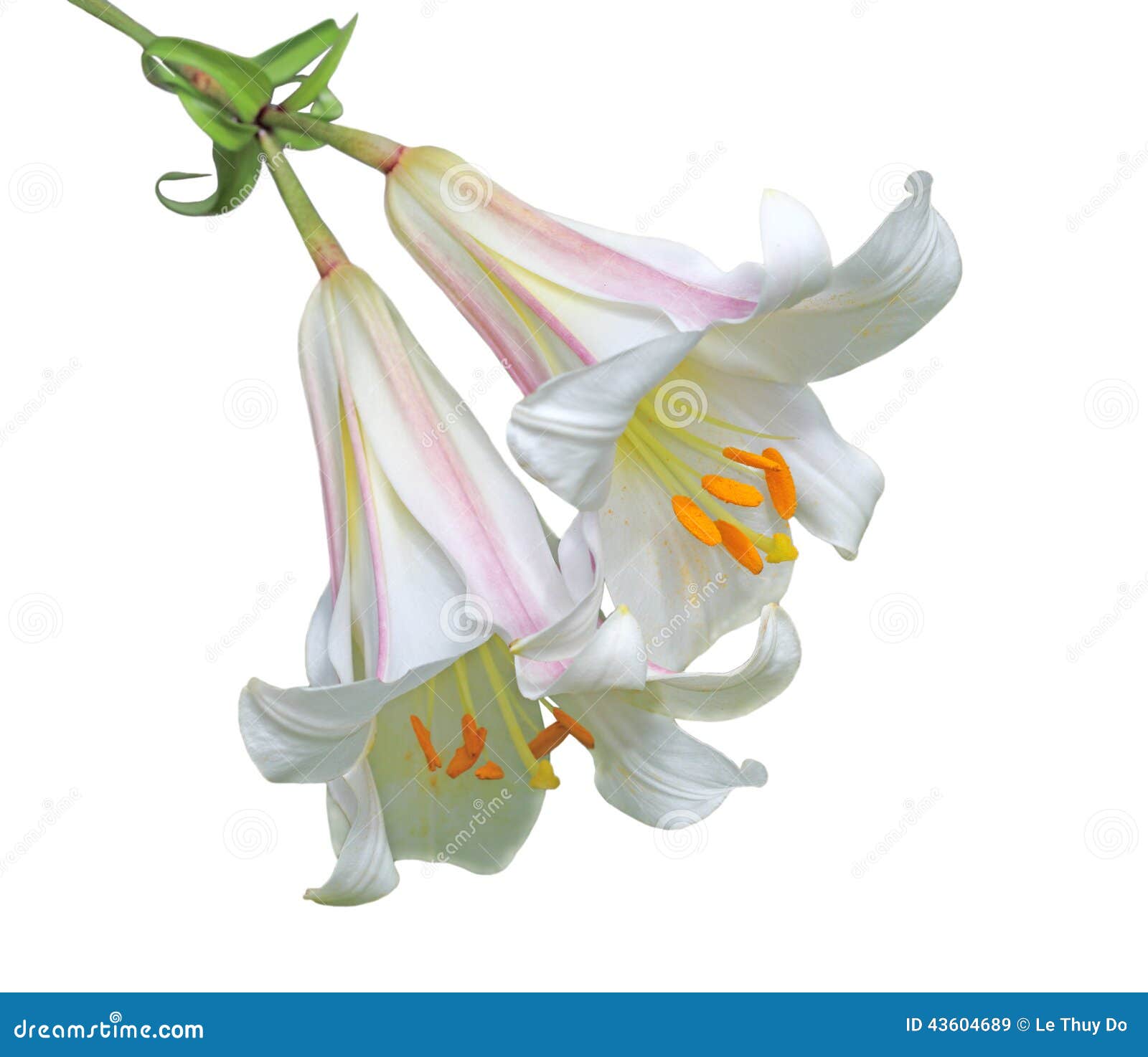 Big white lily stock image. Image of composition, lily - 43604689