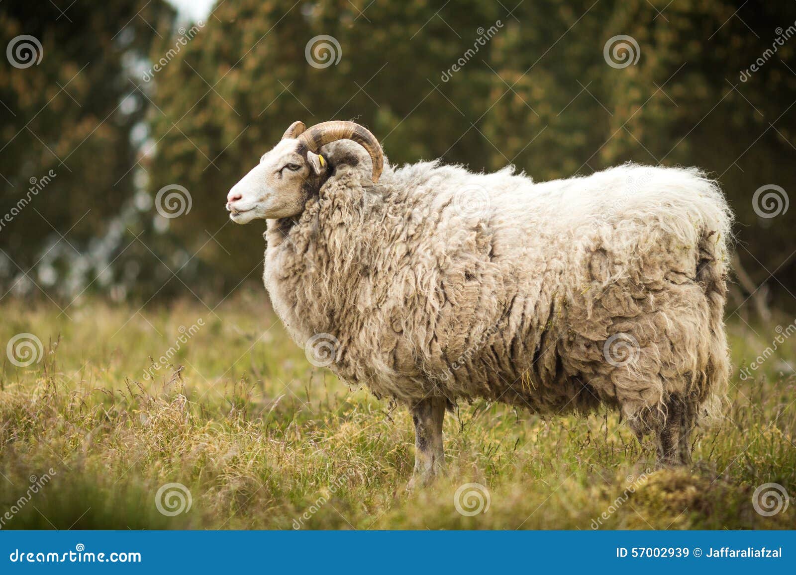 Big White Male Sheep Standing in Grass Stock Image - Image of life ...