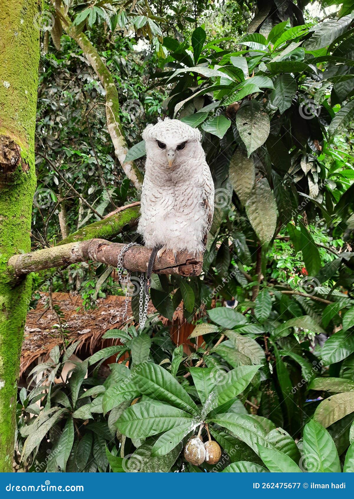Big White Owl on Tree Branch Stock Image - Image of wildlife, nature ...